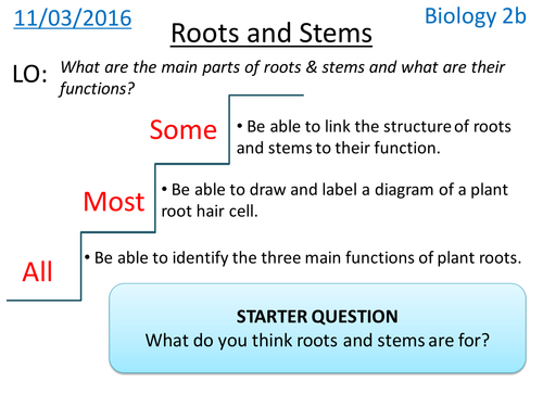 Plant Roots & Stems - NEW KS3 | Teaching Resources