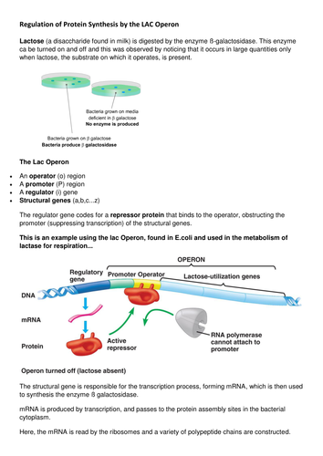 Genetics: Regulation of Protein Synthesis by the LAC Operon: A Level ...