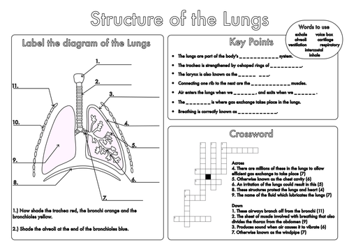 GCSE biology revision resources | Tes