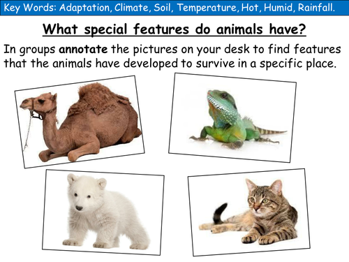 Lesson 4 Animal Adaptation | Teaching Resources
