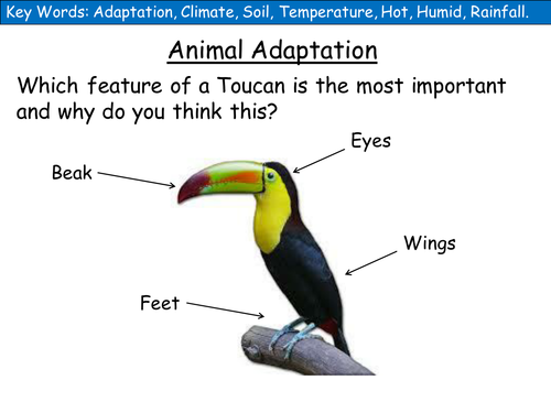 Lesson 5 Designing an Animal | Teaching Resources