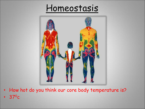 B1 - Homeostasis | Teaching Resources