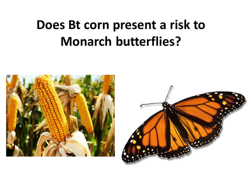 IB DP Bt corn & Monarch butterflies | Teaching Resources