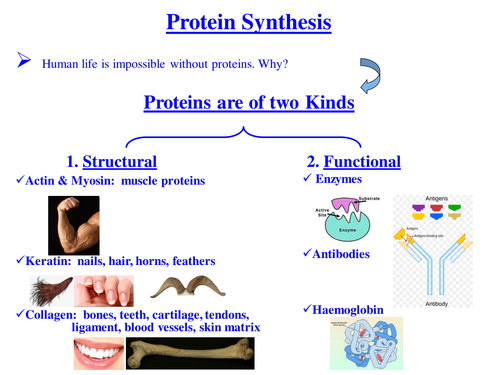 Protein Synthesis | Teaching Resources