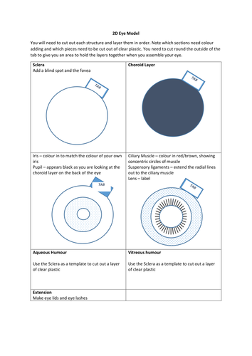2D Eye model | Teaching Resources