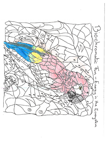 GCSE: Energy in the Ecosystem - Biochromatic Fun! Colouring to ...