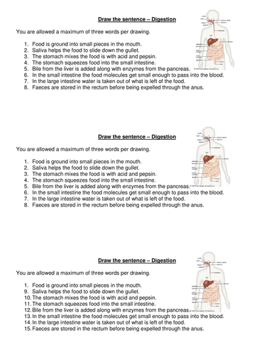 Digestion | Teaching Resources