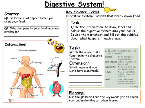 Digestive System Lesson Plan Ks3