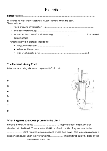 Excretion Summary and Revision by jestill - Teaching Resources - Tes