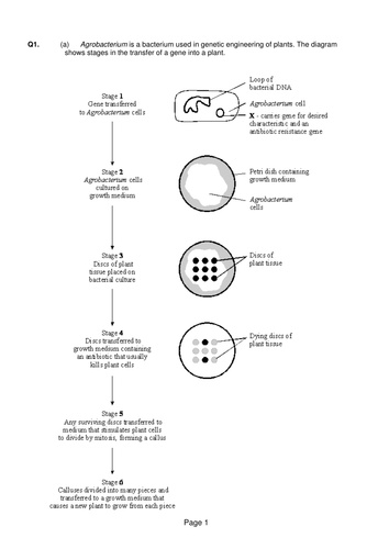 Cell Cycle & Mitosis Megatron | Teaching Resources