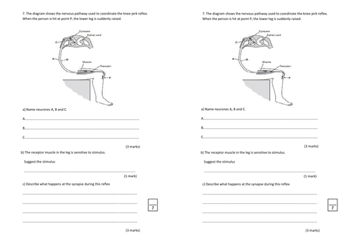 GCSE AQA Nervous System | Teaching Resources GCSE AQA Nervous System | Teaching Resources