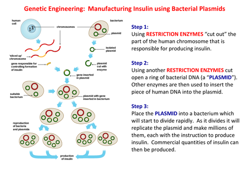 B1 Genetic Engineering: Manufacturing Insulin Summary | Teaching Resources