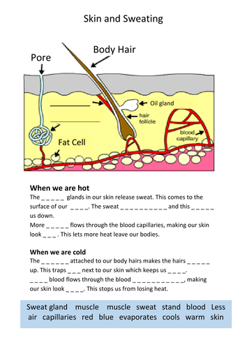 Skin and temperature homeostasis, sweating, body hair and blood flow ...