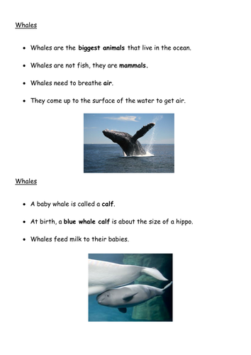 Non chronological report on whales | Teaching Resources