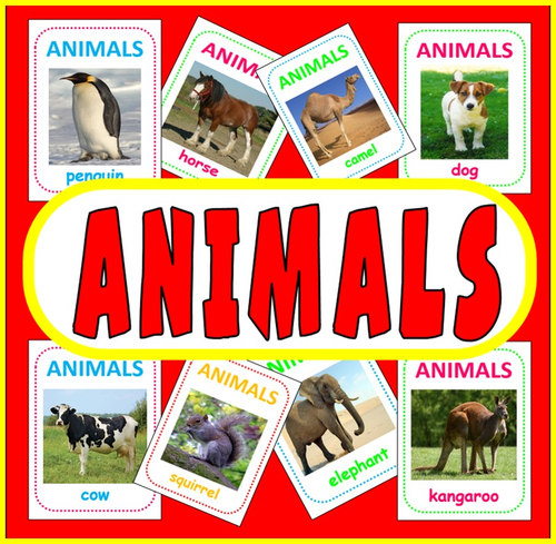 200 ANIMAL FLASH CARDS SCIENCE DISPLAY TEACHING RESOURCE EARLY YEARS ...