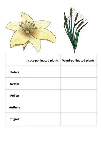 Plant Reproduction and Seed Dispersal | Teaching Resources
