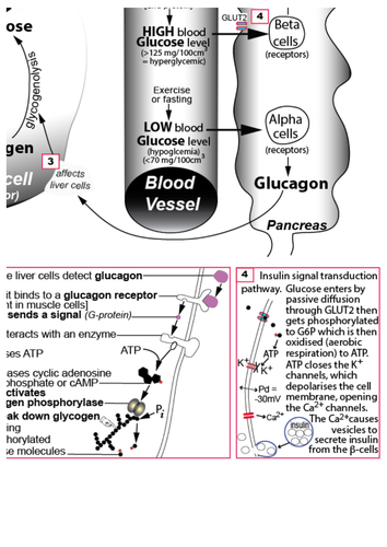 Glucose Regulation Diagram | Teaching Resources