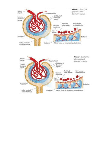 New OCR A Level Biology the Liver, Homeostasis & Excretion Lesson by ...