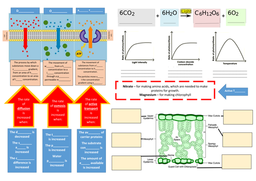 Year 7 Biology Literacy Mat by - UK Teaching Resources - TES