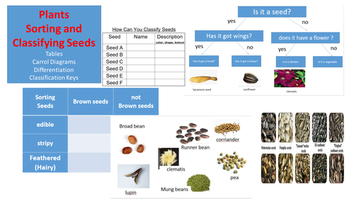 Plants Sorting and Classifying Seeds Year 2 | Teaching Resources