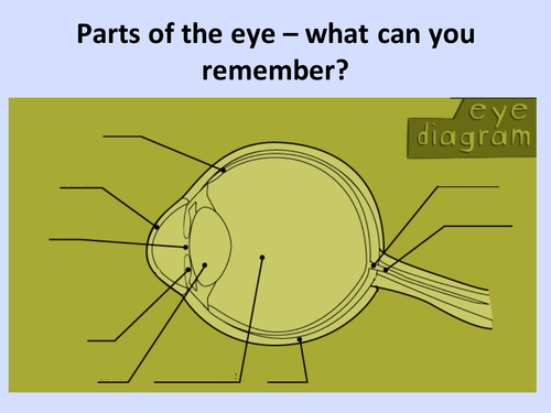 The eye powerpoint presentation | Teaching Resources
