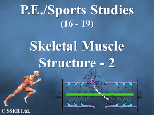 PE_A_Skeletal Muscle Structure - 2 | Teaching Resources