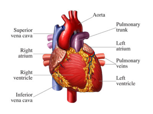 New AQA GCSE Biology Unit 4.2.2 Animal Tissues, Organs and Organ ...
