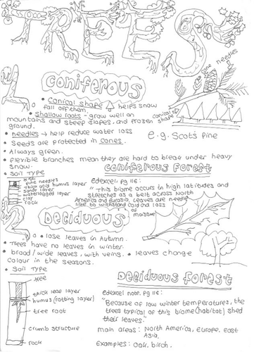 Coniferous and Deciduous Trees: Exam Revision | Teaching Resources