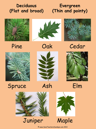 Classify Leaves as Deciduous or Evergreen KS1 Lesson Plan and Worksheet ...