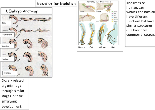 Speciation & evidence for evolution: The Wallace line, fossils: 5 ...