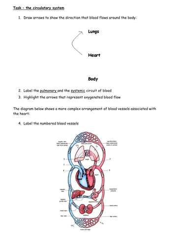 Introducing the circulatory system | Teaching Resources