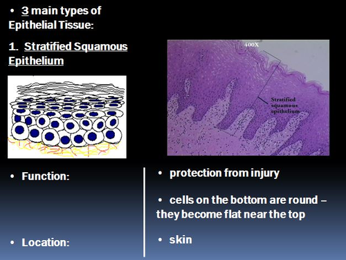 Histology Tissues Unit Bundle | Teaching Resources