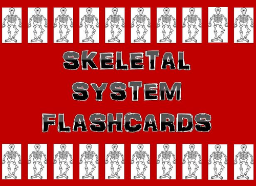Skeletal System Flash Cards | Teaching Resources