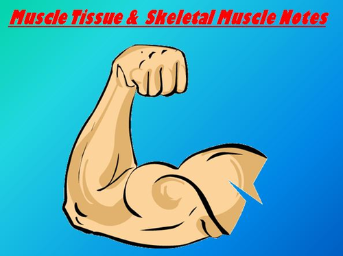 Muscular System Notes - Muscle Tissue Notes Powerpoint Presentation ...