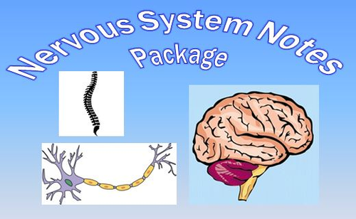 Nervous System Notes Package Powerpoint Presentations | Teaching Resources