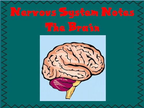 Nervous System Notes The Brain Powerpoint Presentation | Teaching Resources