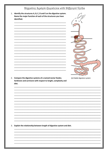Digestive Systems with HSC verbs | Teaching Resources