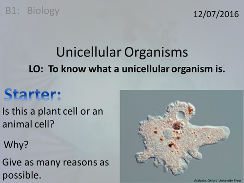 Unicellular Animals Examples