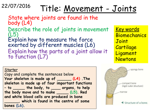B1 2.5 Movement:Joints | Teaching Resources
