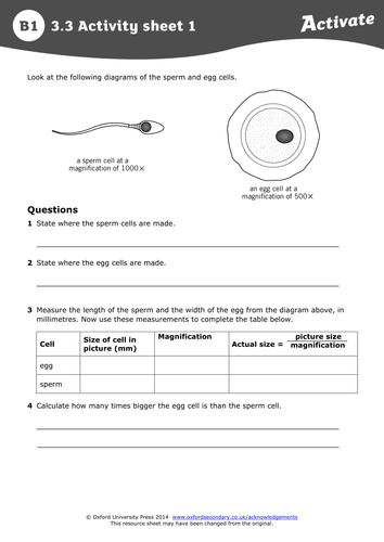 Activate 1: B1: 3.3 Fertilisation and Implantation by hurrenk - UK ...