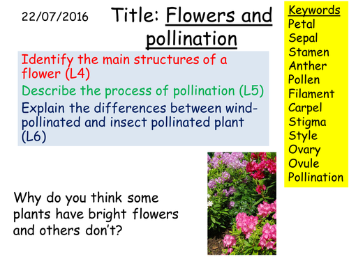 B1 3.6 Flowers and pollination | Teaching Resources