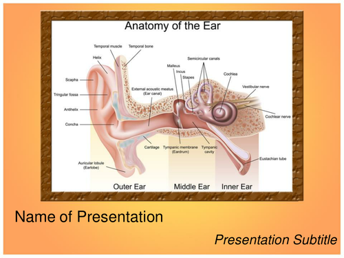 Ear Anatomy PPT Template | Teaching Resources