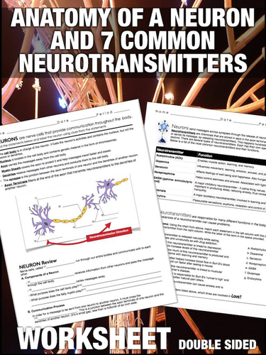 Parts of a Neuron and 7 Common Neurotransmitters Worksheet | Teaching ...