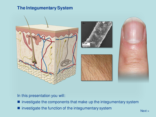 The Integumentary System | Teaching Resources