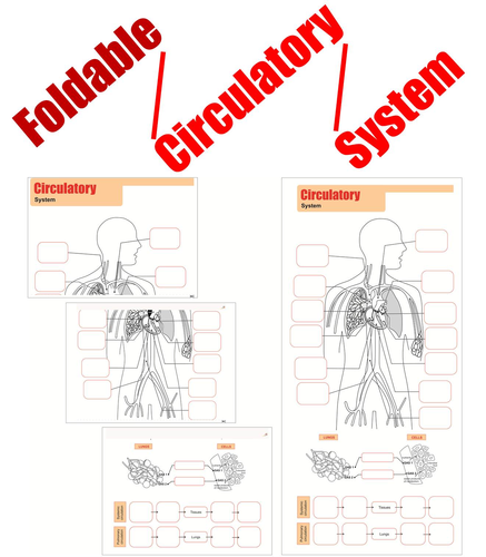 Cells and physiology of the digestive, circulatory, respiratory and ...