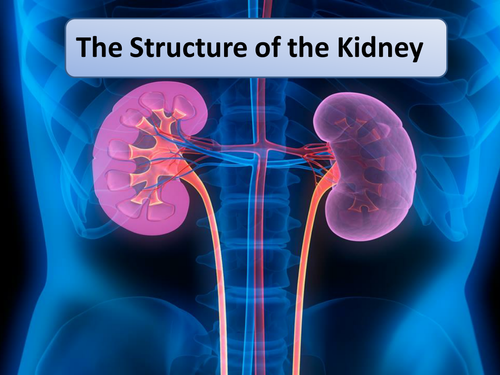 New OCR A Level Biology The Structure of the Kidney Lesson | Teaching ...