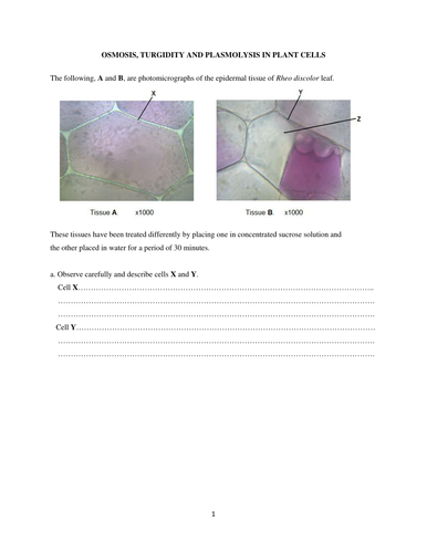 Osmosis, Turgidity and Plasmolysis in Plant Cells | Teaching Resources