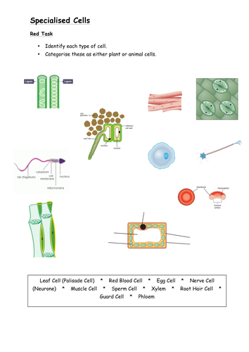 AQA Biology - L2 Specialised Cells | Teaching Resources
