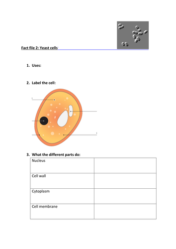 Ks3 Biology Bacteria And Yeast Cells Teaching Resources