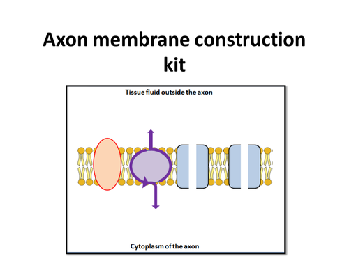 Axon Diagram Unlabeled